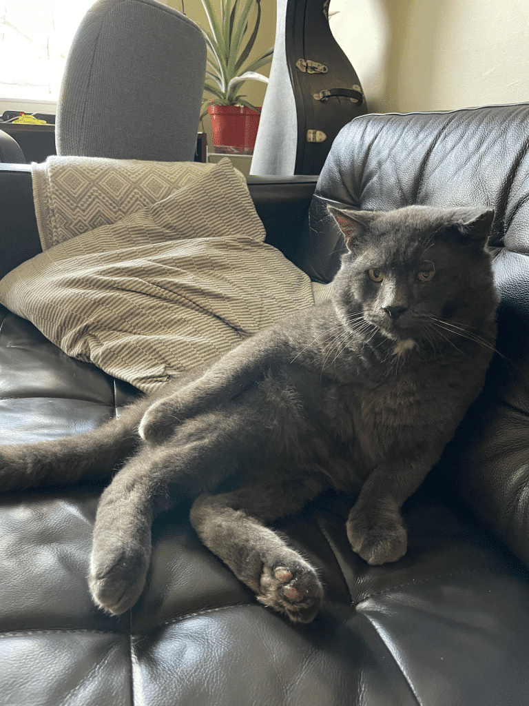 Luvie needs a home – Waltham Times