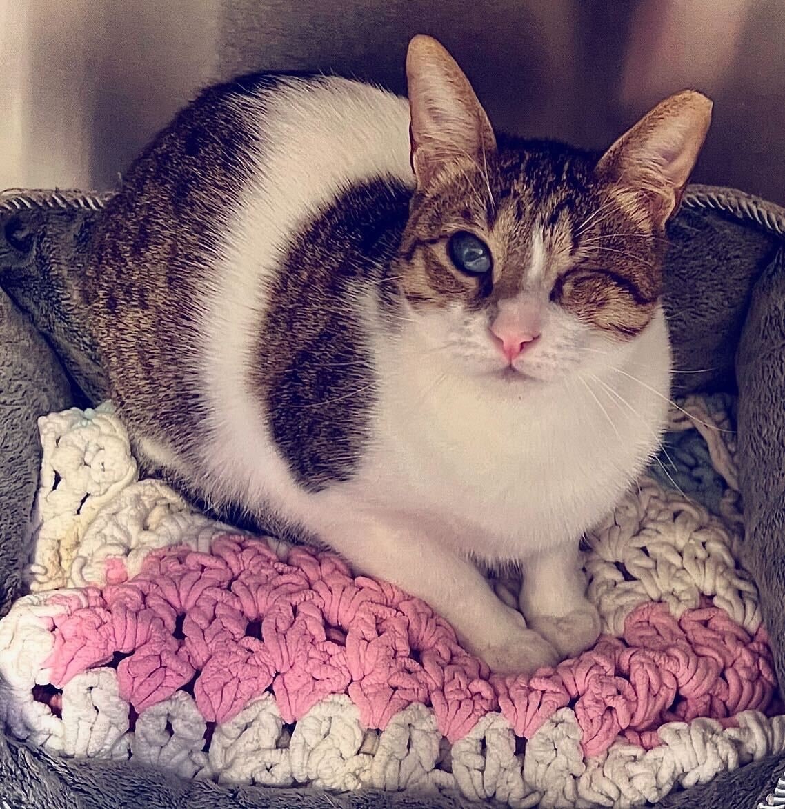After a long journey, Patches needs a home – Waltham Times