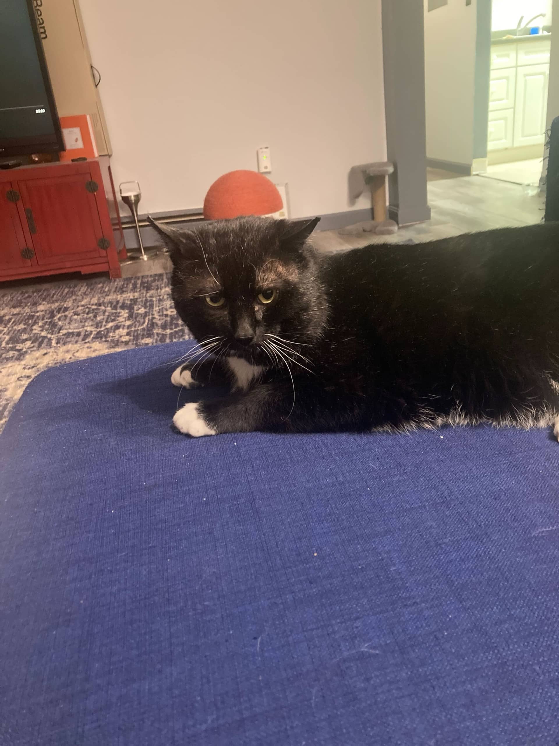 Willem – a gentleman of a cat – Waltham Times